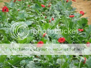 King Louis Farm : King of Potted Plants & Cut Flower | Collectors ...