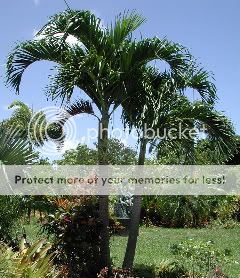 Bunga China Ubod Recipe | Collectors Connection